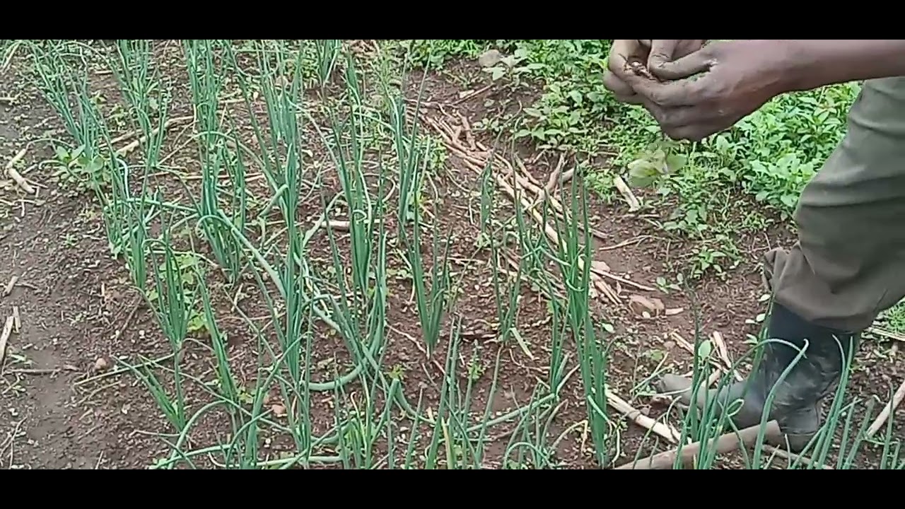 Digging out weeds such as oxalis using a traditional hoe. - YouTube