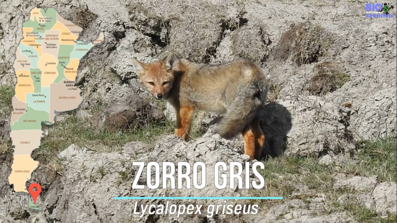 GREY FOX - ZORRO GRIS - Lycalopex griseus #zorro #fox #tierradelfuego ...