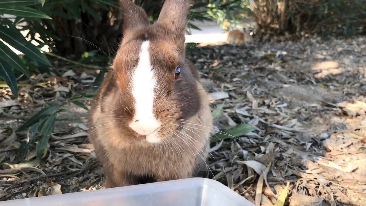 Very round rabbit - YouTube