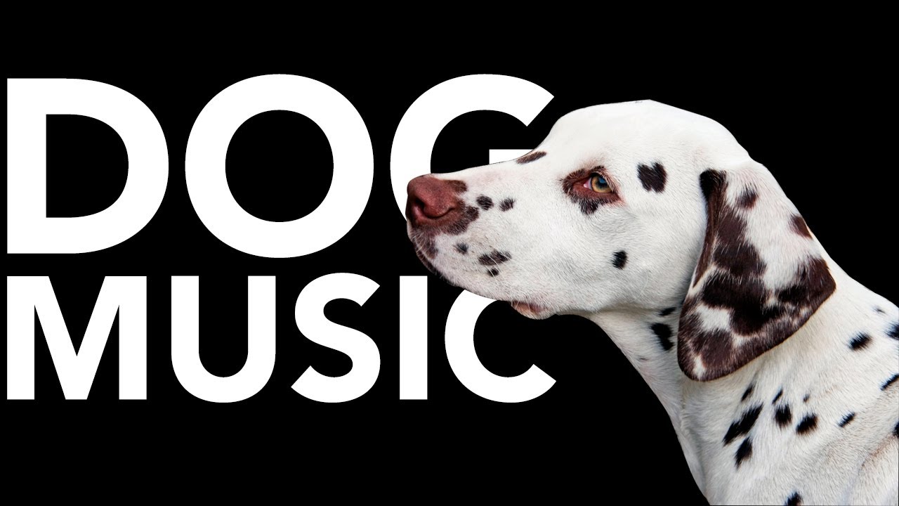 DOG MUSIC Instant Dog Relaxation 20 HOURS Of Sleep Music For Dogs dog-music-instant-dog-relaxation-20-hours-of-sleep-music-for-dogs