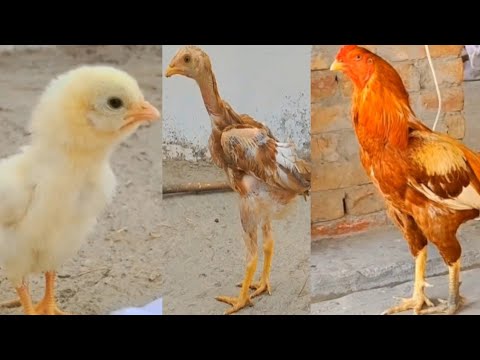 Amazing Growth Of yellow Aseel Murga ||Jutt Aseel056||@juttaseel056 ...