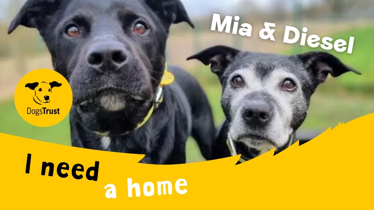 Mia & Diesel the gorgeous pair | Dogs Trust West Calder - YouTube