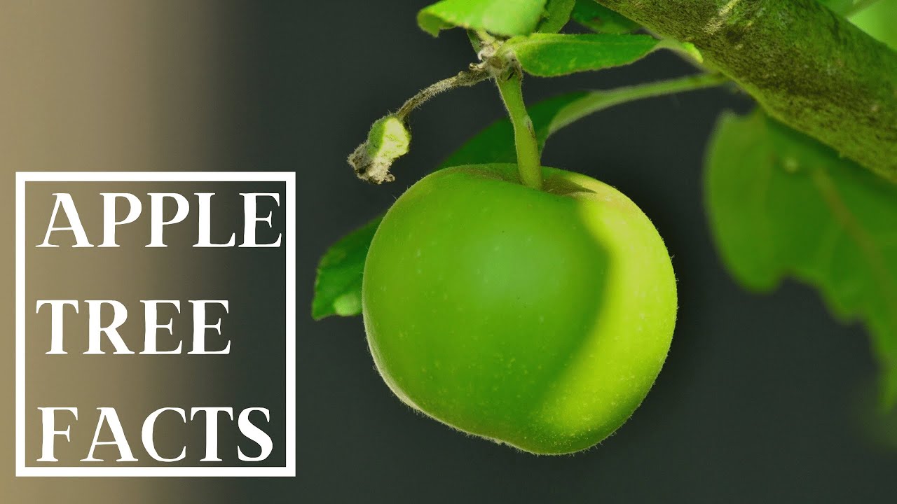 Apple Tree Information Uses YouTube apple-tree-information-uses-youtube