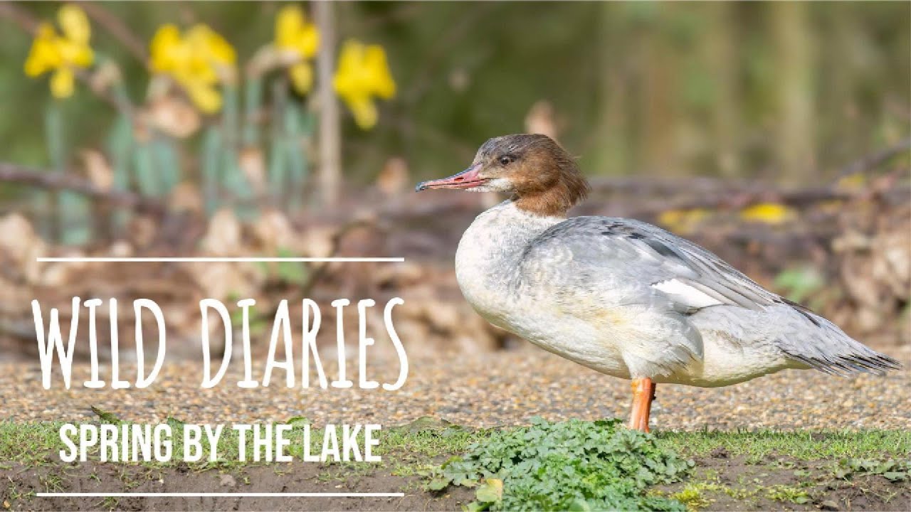 Spring has sprung by the lake - 13 minutes of birds to relaxing music ...