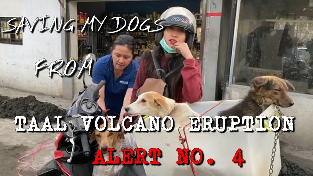 LOVE YOUR DOGS? GO GET 'EM FROM VOLCANO ERUPTION! - YouTube