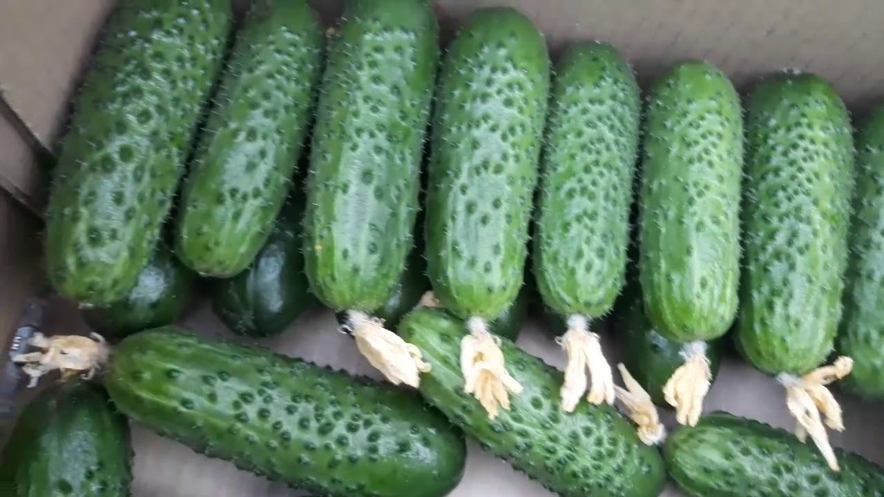 VLOG 15.XİYAR PARNİKİ. 🌱 İŞ GÜNÜM.XİYAR NECƏ YIGILIR VƏ QULLUQ EDİLİR ...