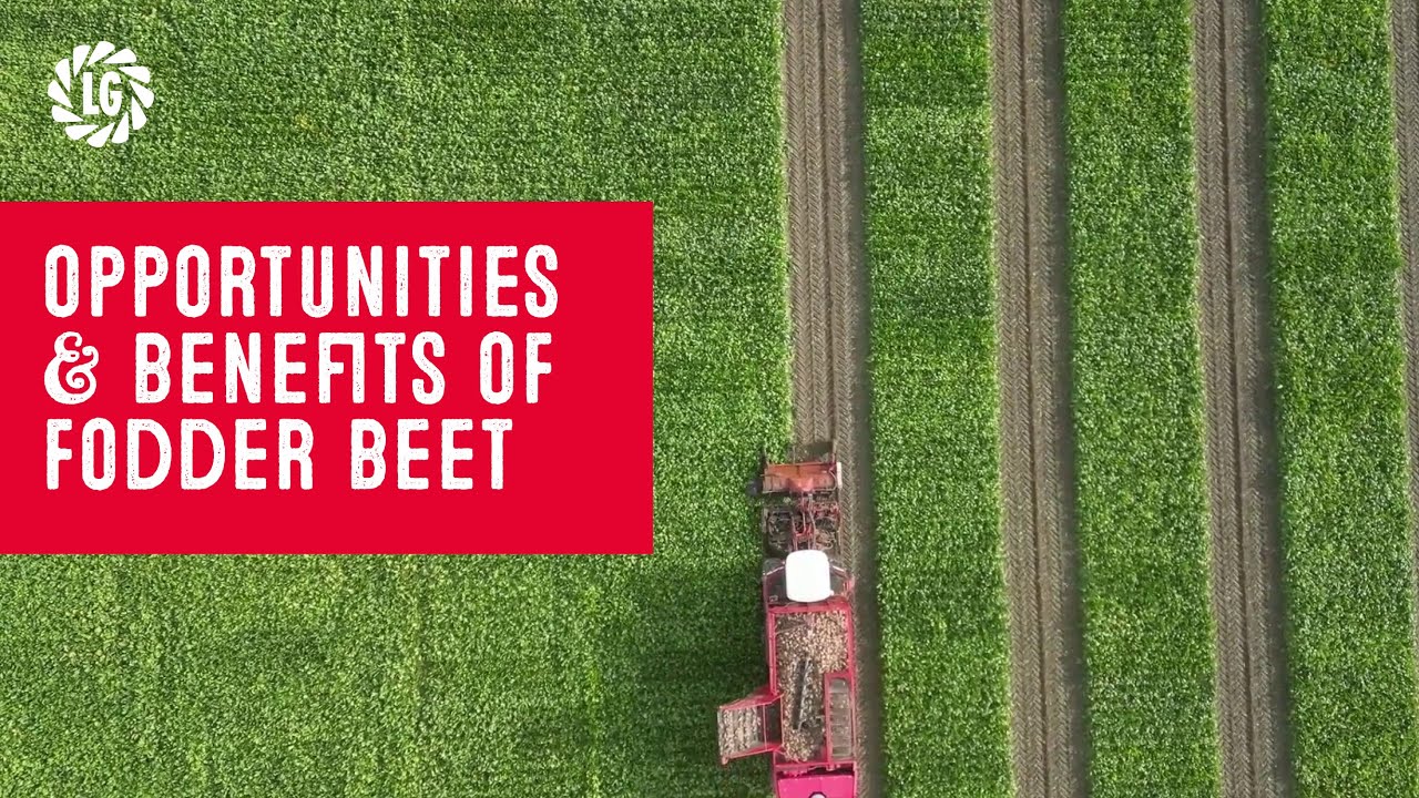 Fodder Beet Opportunities & Benefits | High energy | Home-grown forage ...