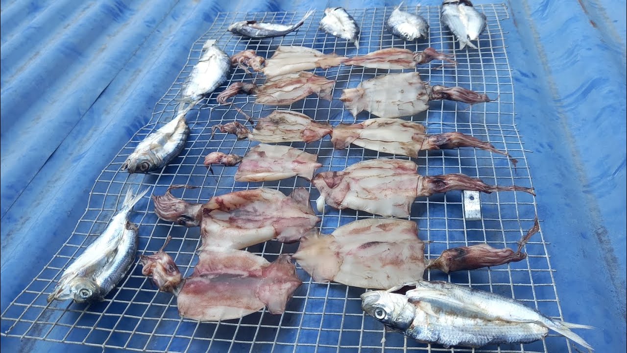 Fish Preservation: Sun Drying Method in Drying Squid - YouTube