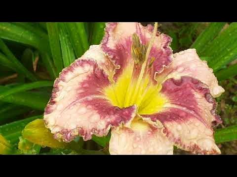 лилейник СИРЕНЕВЫЙ ТУМАН (Vlasova' 2021) - YouTube