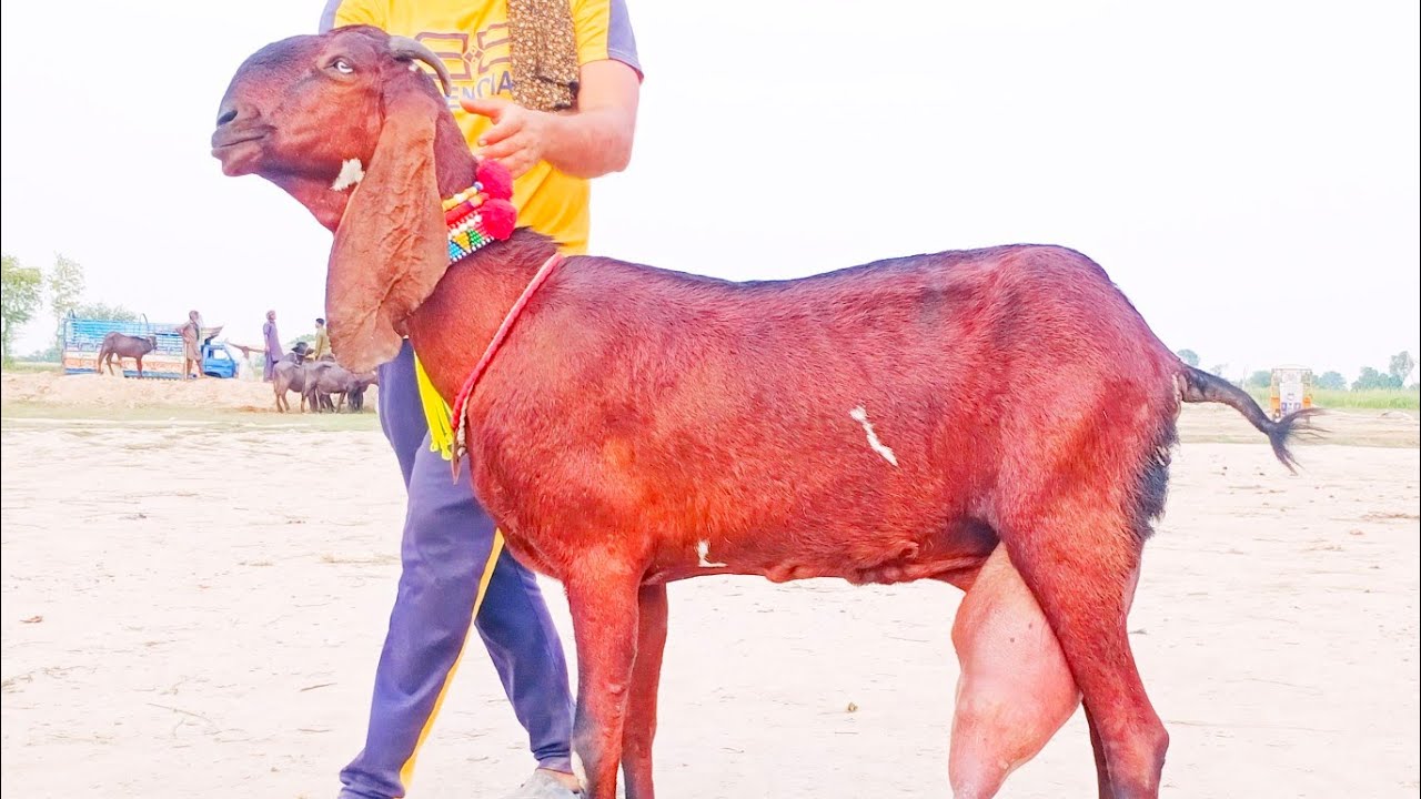 sahiwal mandi up date shahzad goat farm sahiwal Top kalas bakriya - YouTube