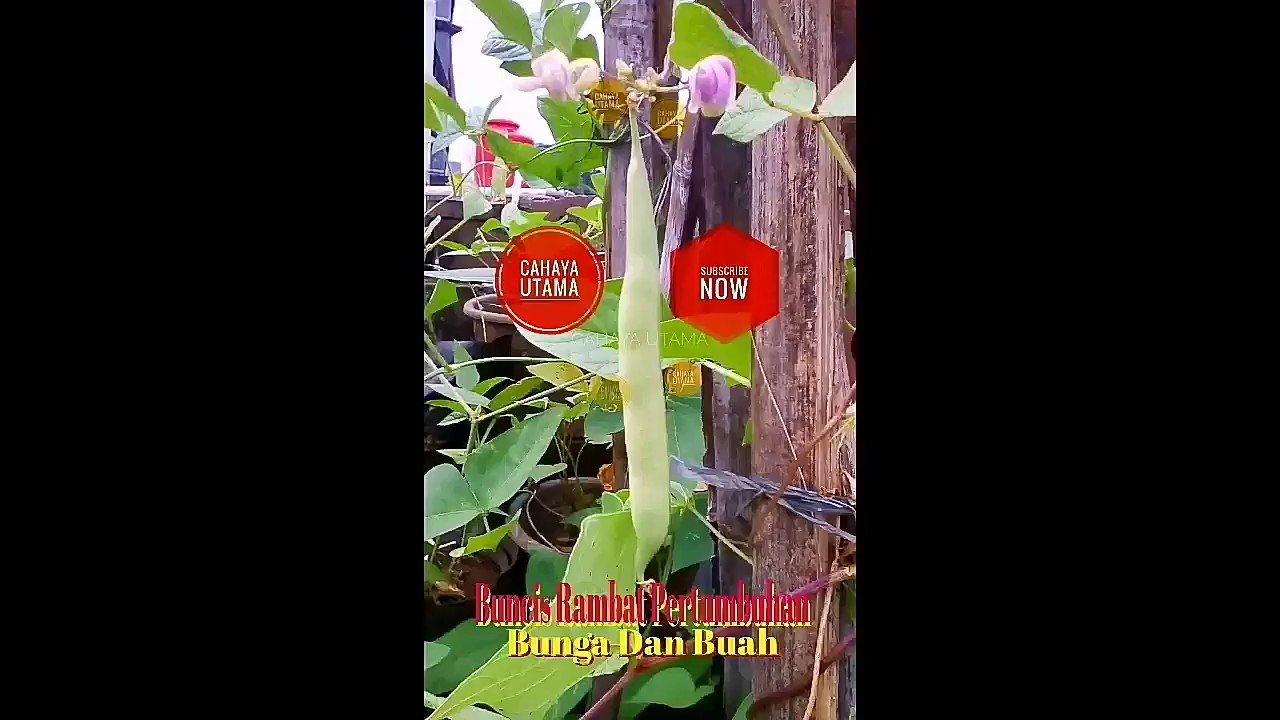 Cara Menanam Buncis Rambat Pertumbuhan Bunga Dan Buah - YouTube