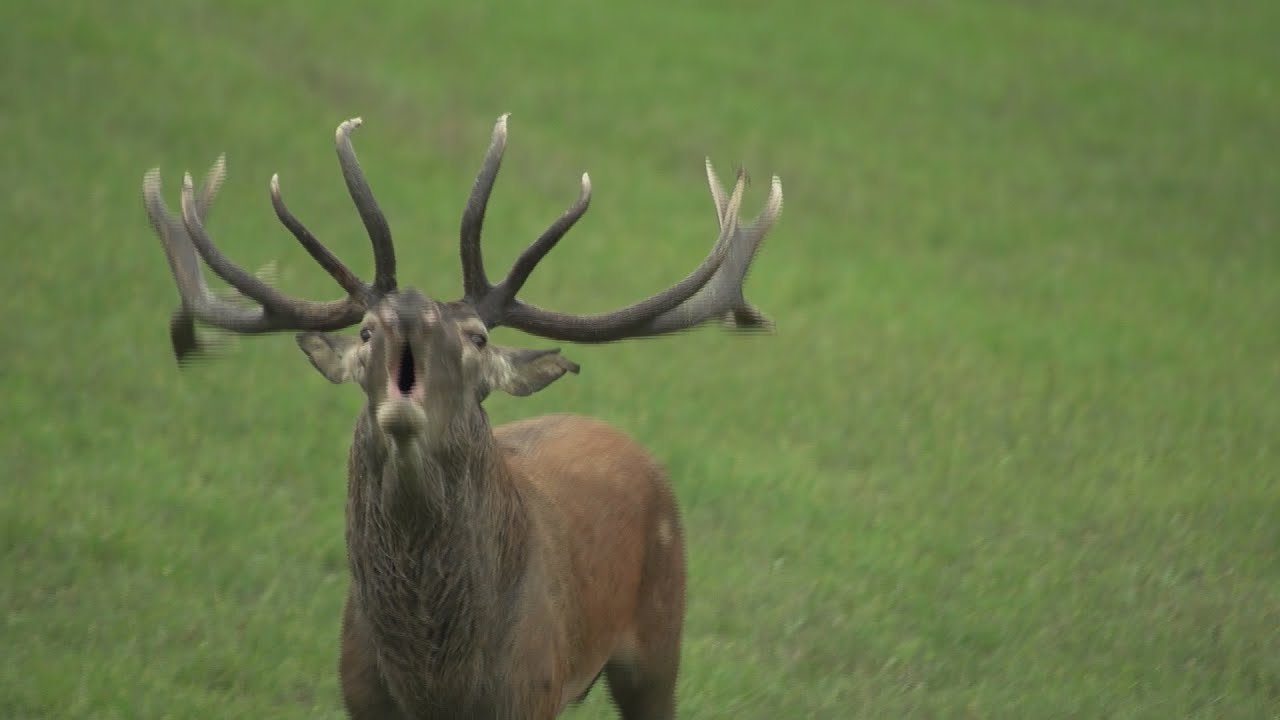 Wonderful Deer Bell - YouTube