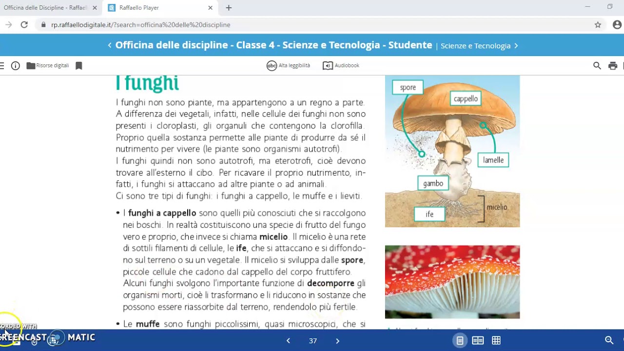 Il regno dei funghi - YouTube