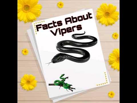 Some Interesting & Surprising Facts About Vipers 🐍🤔 - YouTube