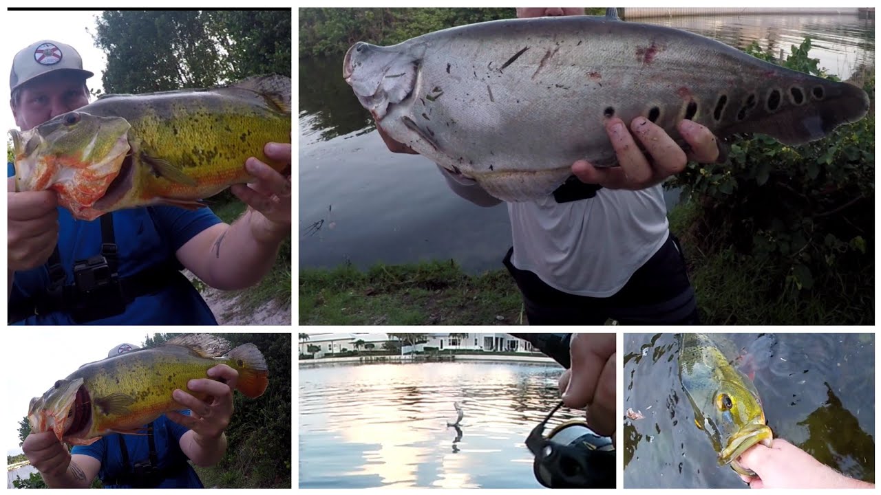 South FLORIDA Exotic fishing! awesome fish #beautiful #fishing #fypシ ...