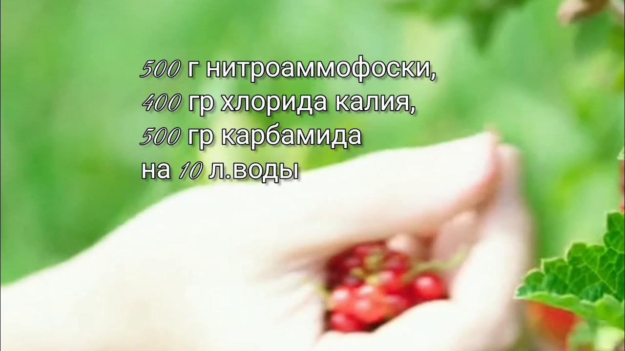 Листовая галловая тля - YouTube