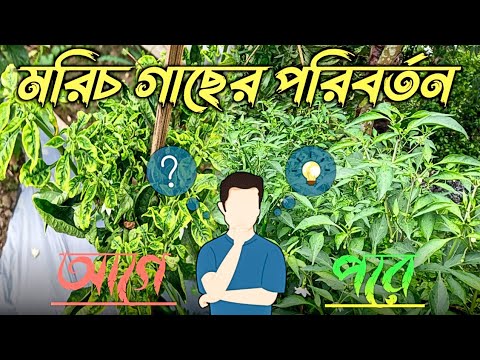 মরিচ গাছের পরিবর্তন করলাম কিভাবে জেনে নিন @Agroone1 - YouTube