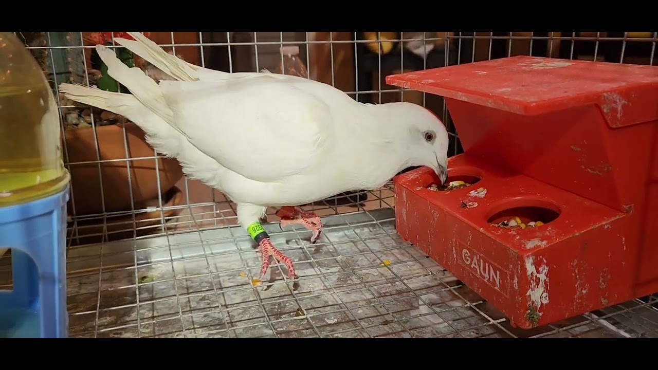 Tippler Talk Tuesday, Episode 41 b. Rehabilitation of a white racing ...