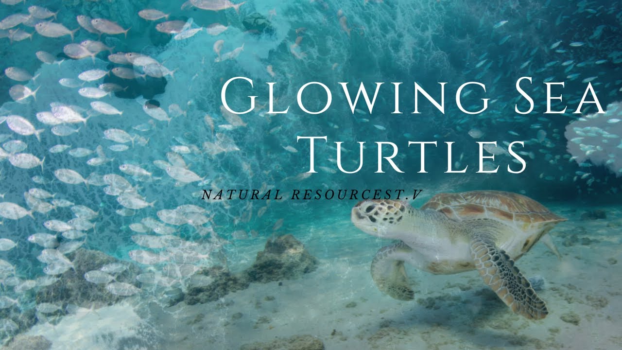 Glowing Sea Turtles - Water Frequencies 🌊 Shaman Drum Handpan Ambient ...