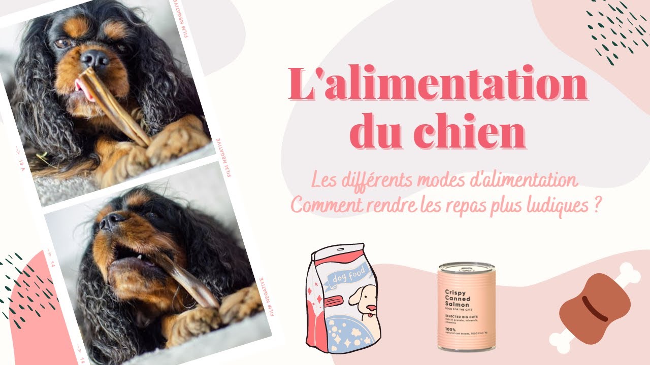 L'alimentation du chien : quels modes d'alimentation + rendre les repas ...