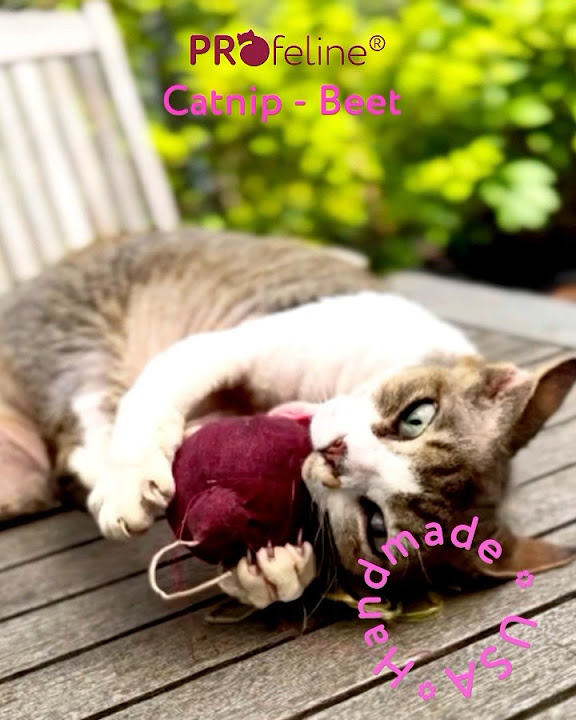 USA 🇺🇸 Handmade Katzenspielzeug mit Catnip Rote Beete #cattoys #katzenspielzeug #catplaying # ...