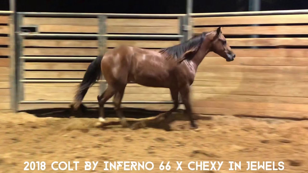 2019 Legacy Sale Consignment Hip #272 Inferno 66 x Chexy In Jewels ...