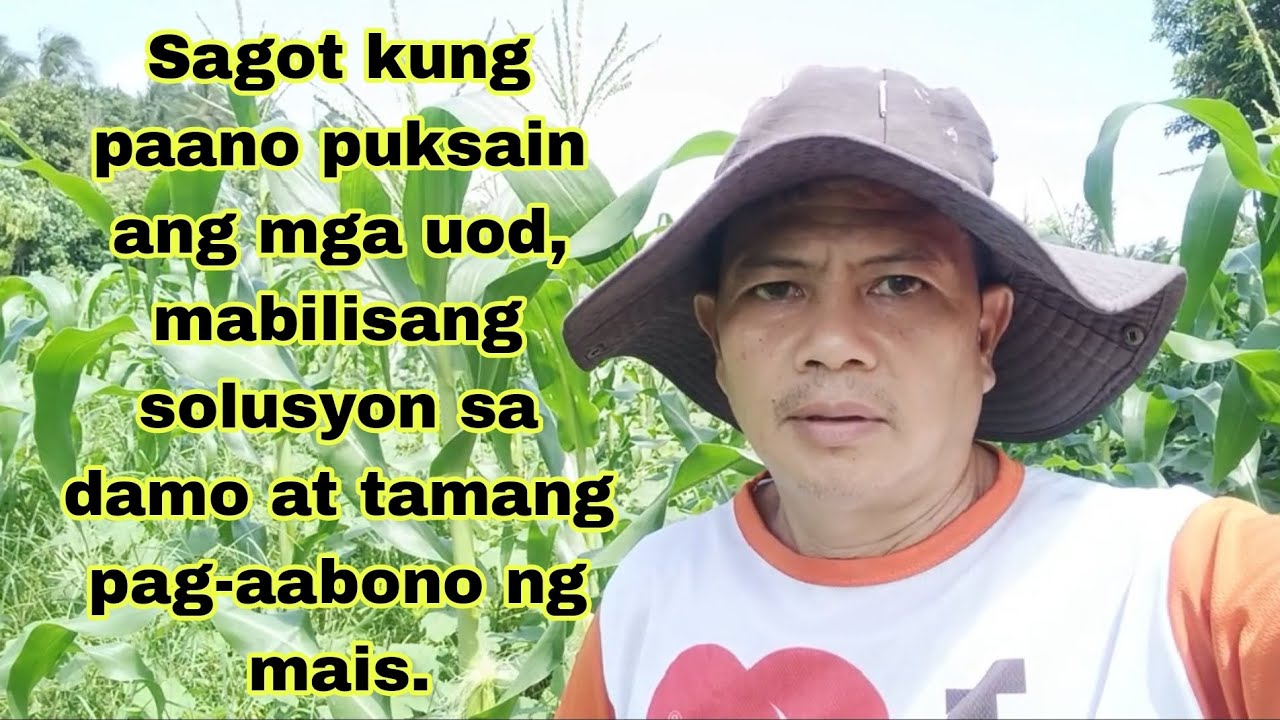 Sagot kung paano puksain ang mga uod, mabilisang solusyon sa damo at ...