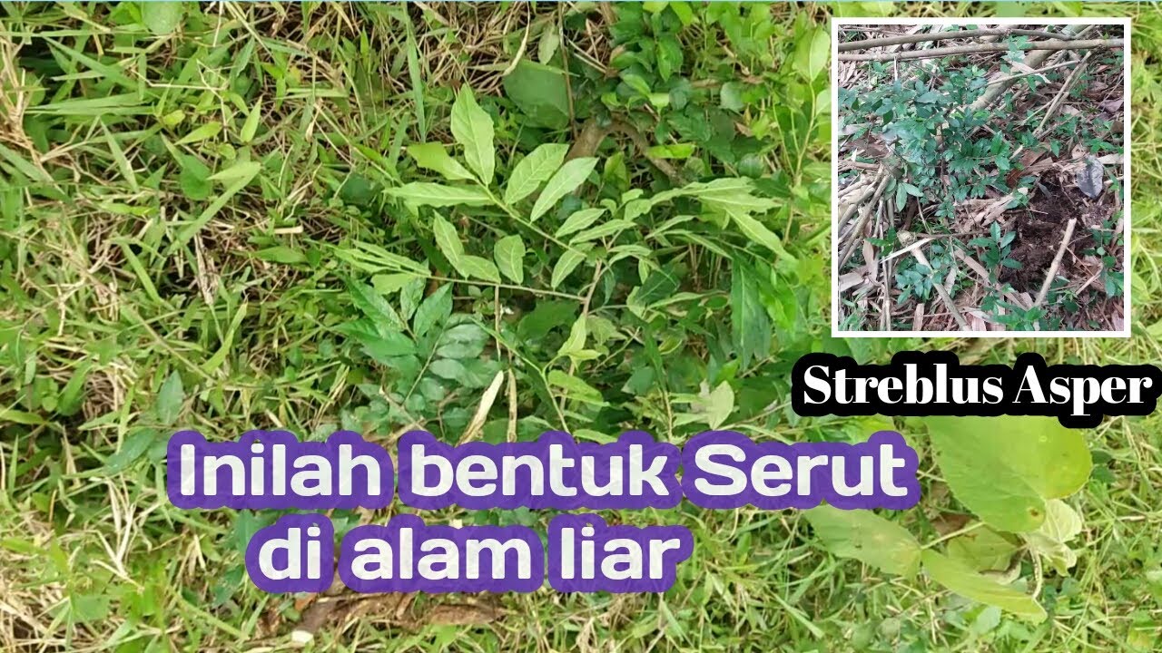 Ciri ciri pohon serut di alam liar ( asli serut ) Nuansa Bonsai ...