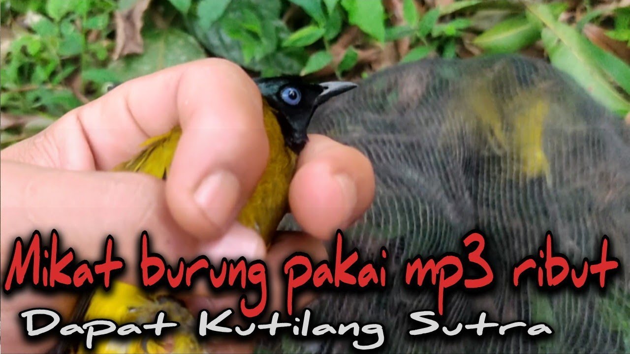 Mikat burung kutilang sutra - YouTube