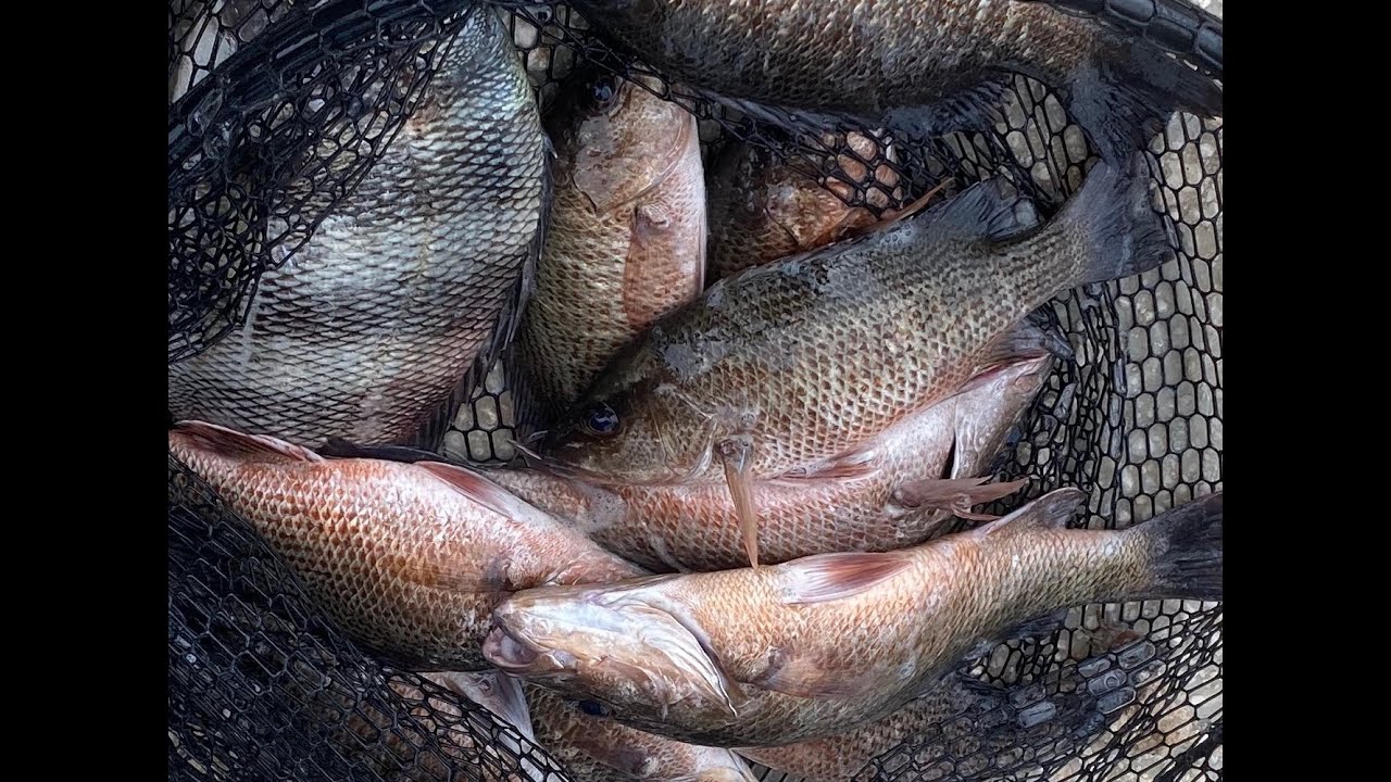 Jetty Fishing For Mangrove Snappers - YouTube