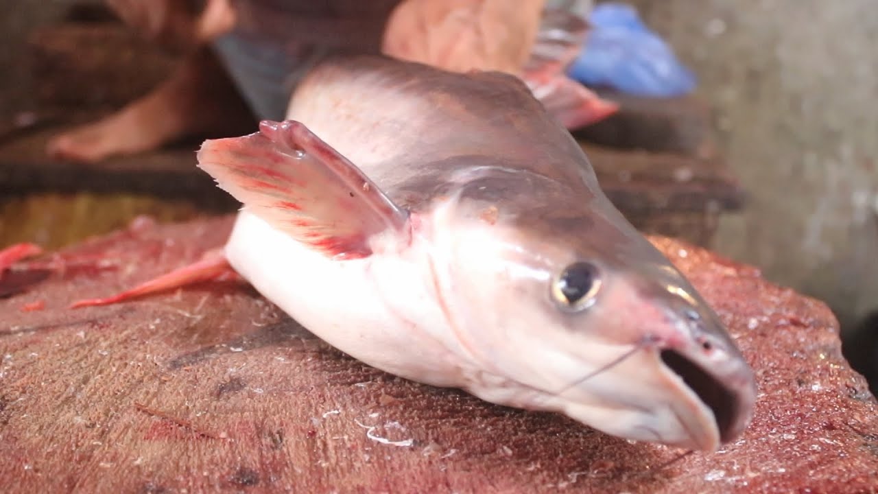 Catfish Cutting By An Expert Fish Cutter | Fish Cutting In Fish Market ...