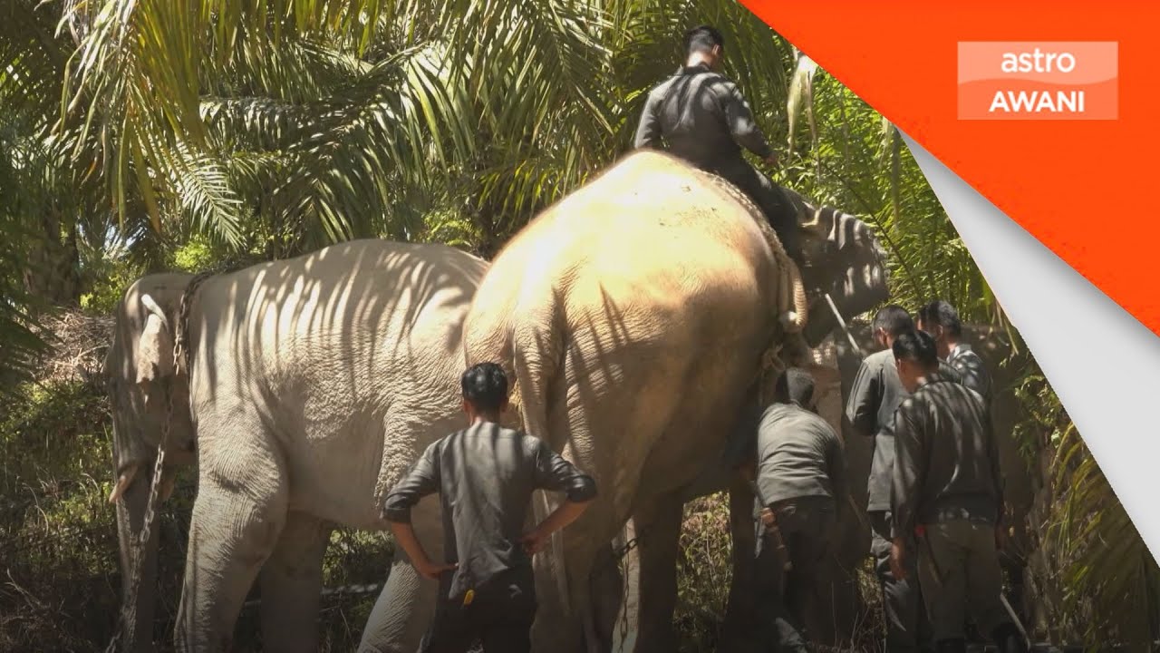 Lebih 200 peneroka Felda Chiku 2 lega, gajah liar berjaya dipindahkan ...