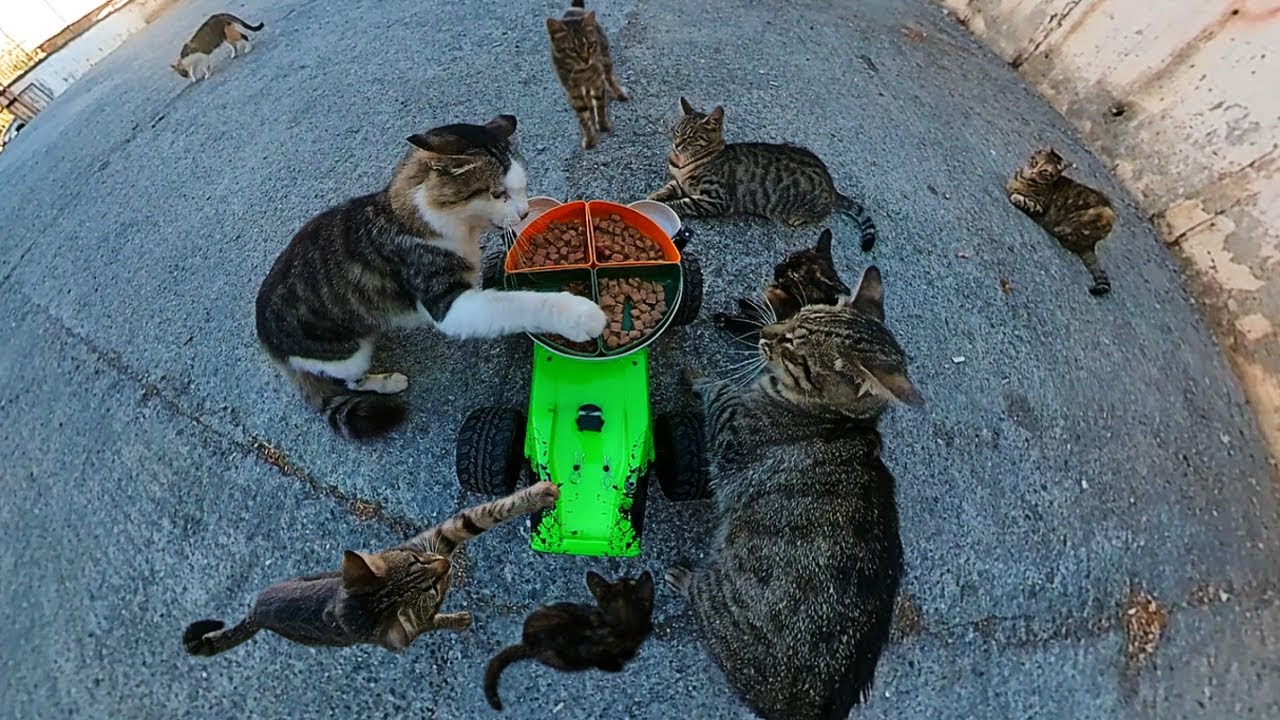 Cat Food Delivery for Cats with RC Car - YouTube