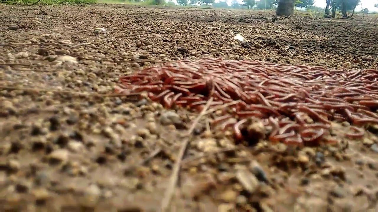 Group of worms - YouTube