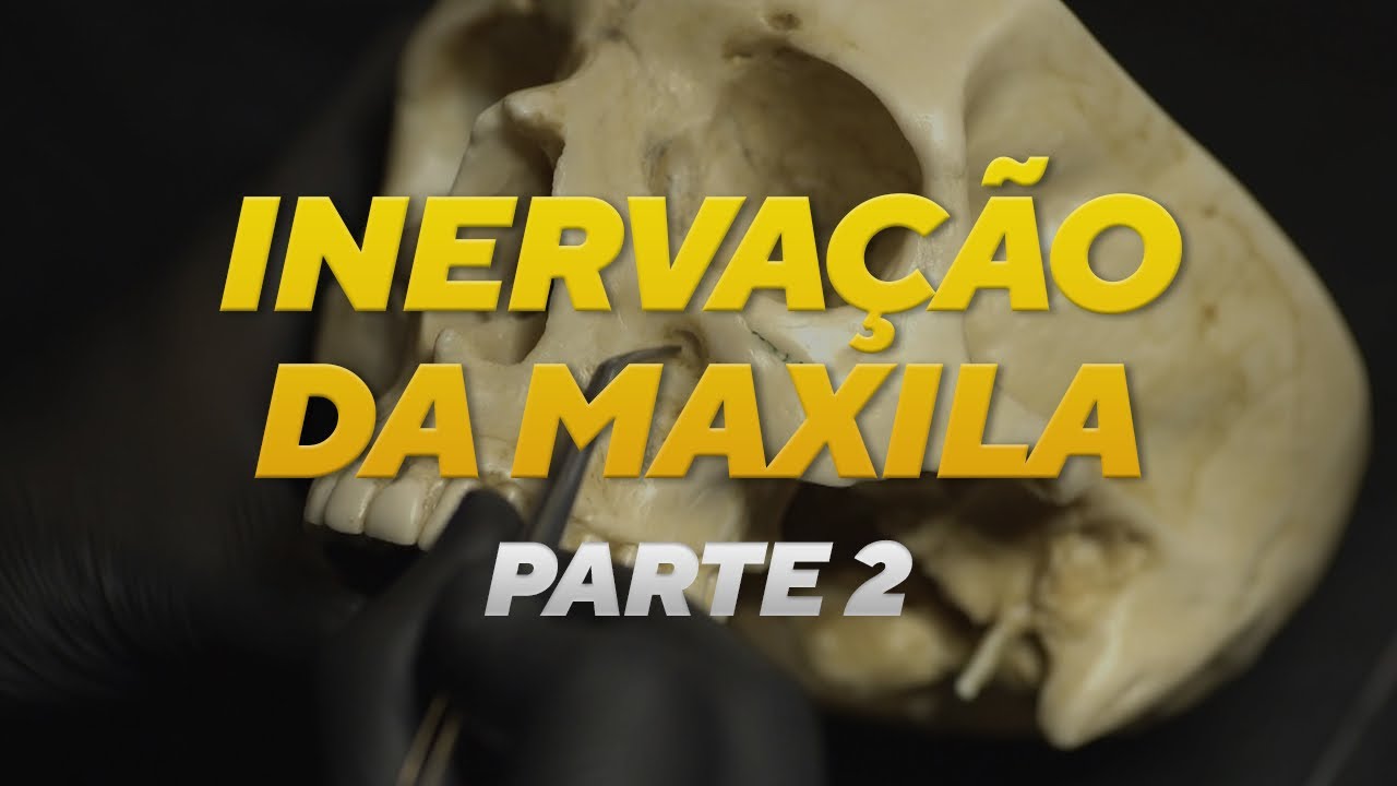 Parte 2: Saiba TUDO sobre inervação da maxila! - YouTube