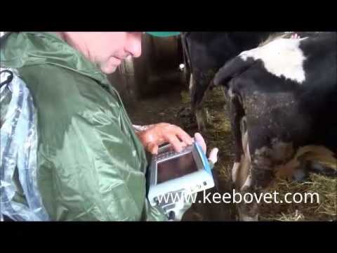 Cattle Pregnancy 35 Days Diagnosed With Veterinary Ultrasound Device ...