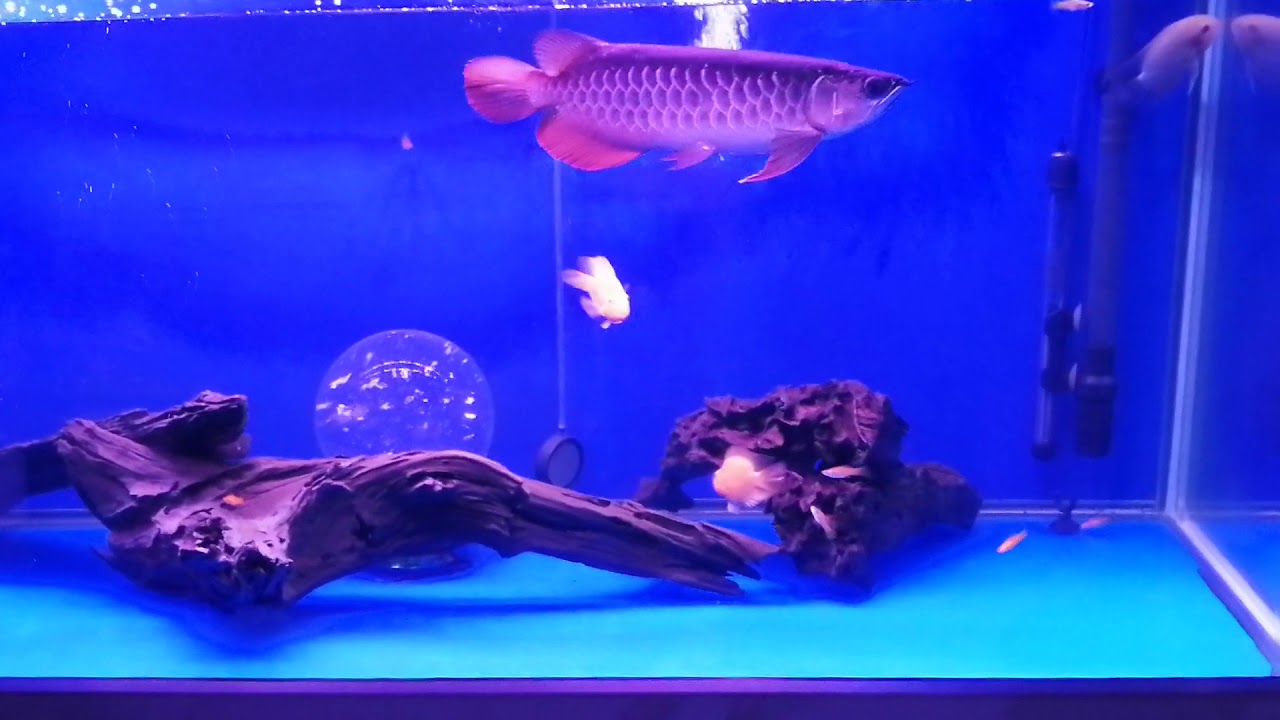 Ariana fish RTG - YouTube