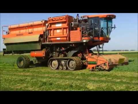 Recolteuse de petits pois Picardie Recoltes - YouTube