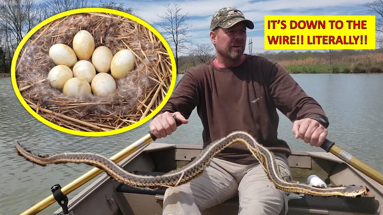 They are about to hatch and the nest cam is not working! DIY goose ...