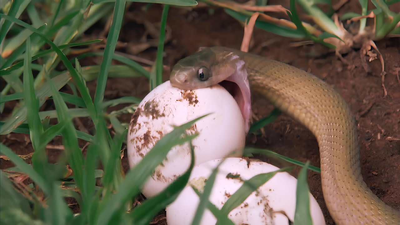 Snake Eats Duck Egg in The Wild - YouTube