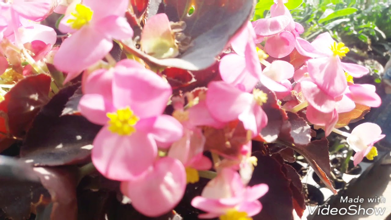 How to collect BEGUNIA plant seeds. - YouTube