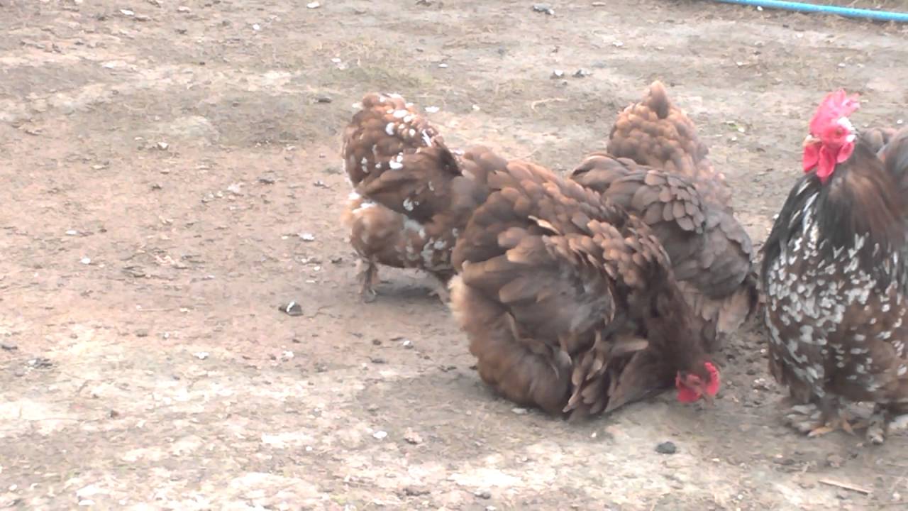 Chocolate/Chocolate Mottle Pekin Bantams at www.shalfleetpoultry.co.uk - YouTube