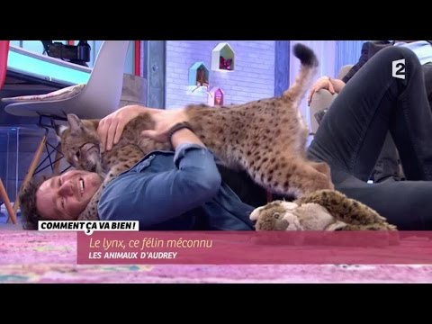 [ANIMAUX] Le lynx, ce félin méconnu #CCVB
