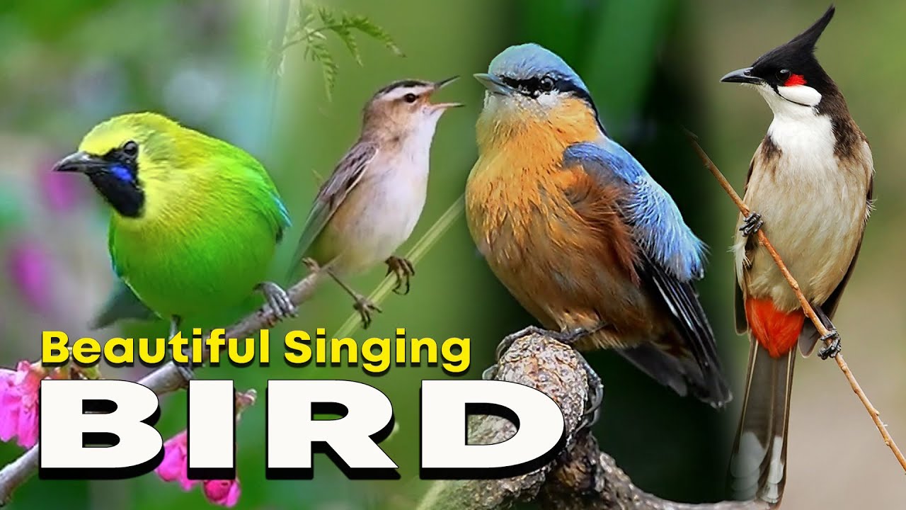 Beautiful Birds Singing - YouTube
