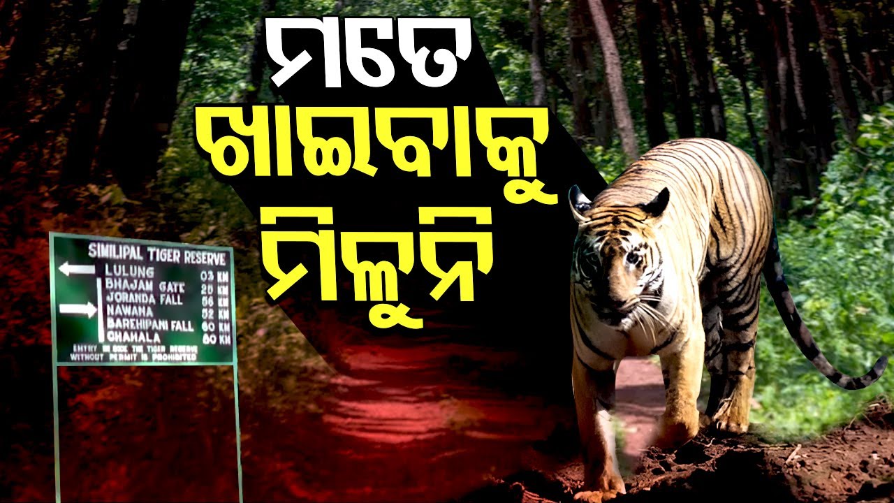 Special Story | Zeenat Rejects Odisha, Forest Dept On Knees to Track Wandering Tigress - YouTube