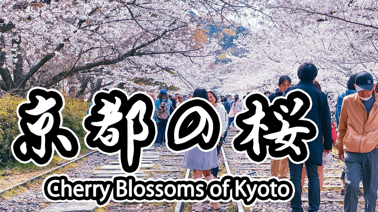 [4k] Kyoto Walk / Walking along the Lake Biwa Waterway with Cherry ...
