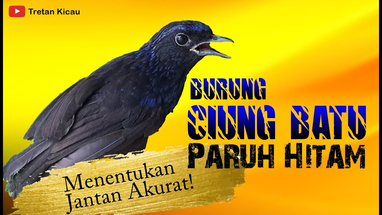 Cara menentukan jantan burung ciung batu kecil atau paruh hitam ...