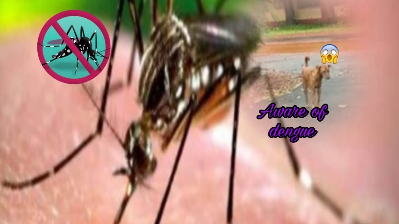 Aware of dengue😱🤒||Funny talking with dogs😂|Today we giving awareness ...