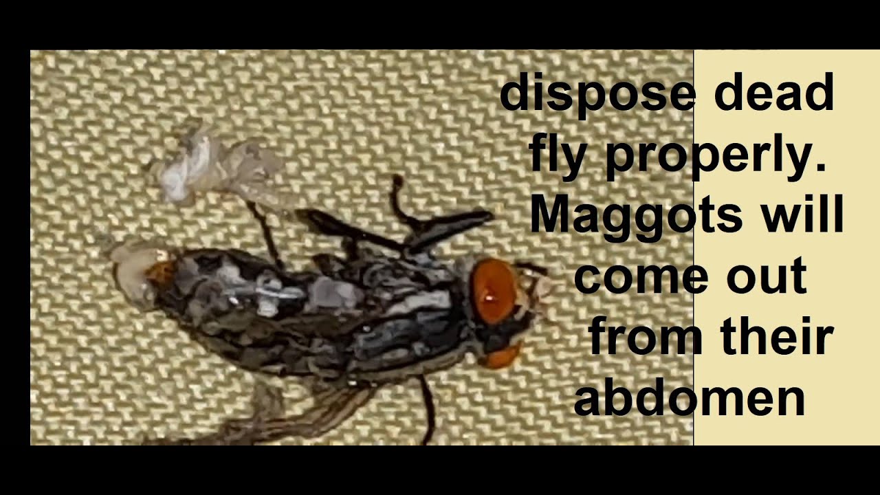 MAGGOTS, (close up footage), LOT'S OF MAGGOTS COMING FROM DEAD FLY ...