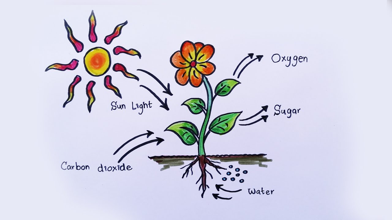 photosynthesis drawing and labeled Diagram - YouTube